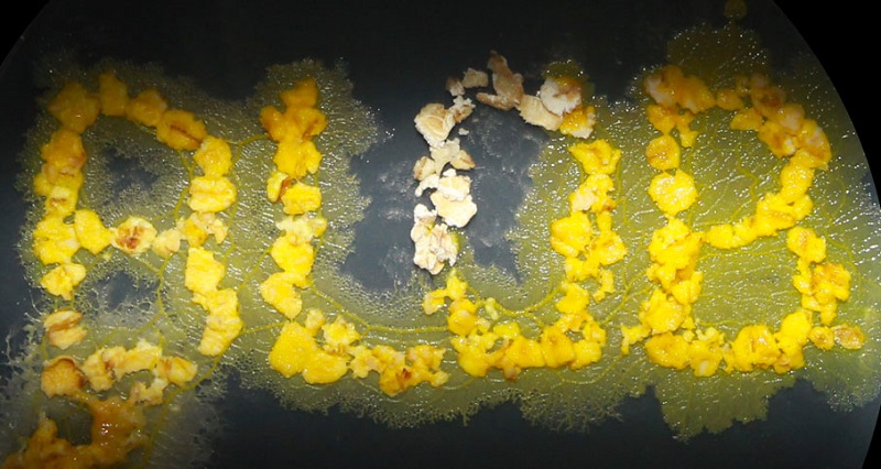 Le « Blob » est-il l'avenir de l'Homme ? - Nice Provence Info